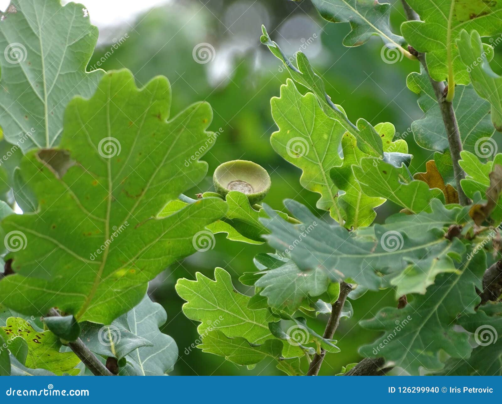 880 Quercus Fruit Stock Photos - Free & Royalty-Free Stock Photos from ...