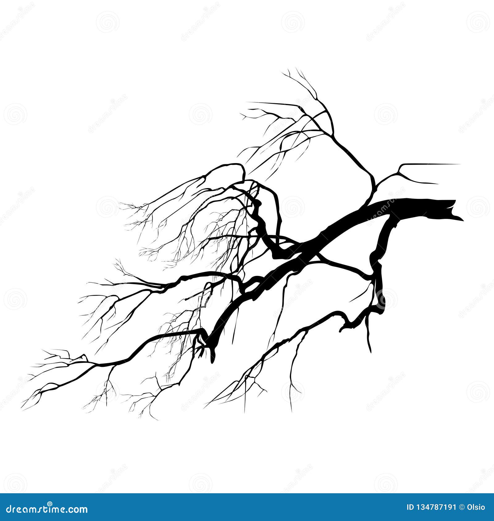Fallen Tree Branch Drawing