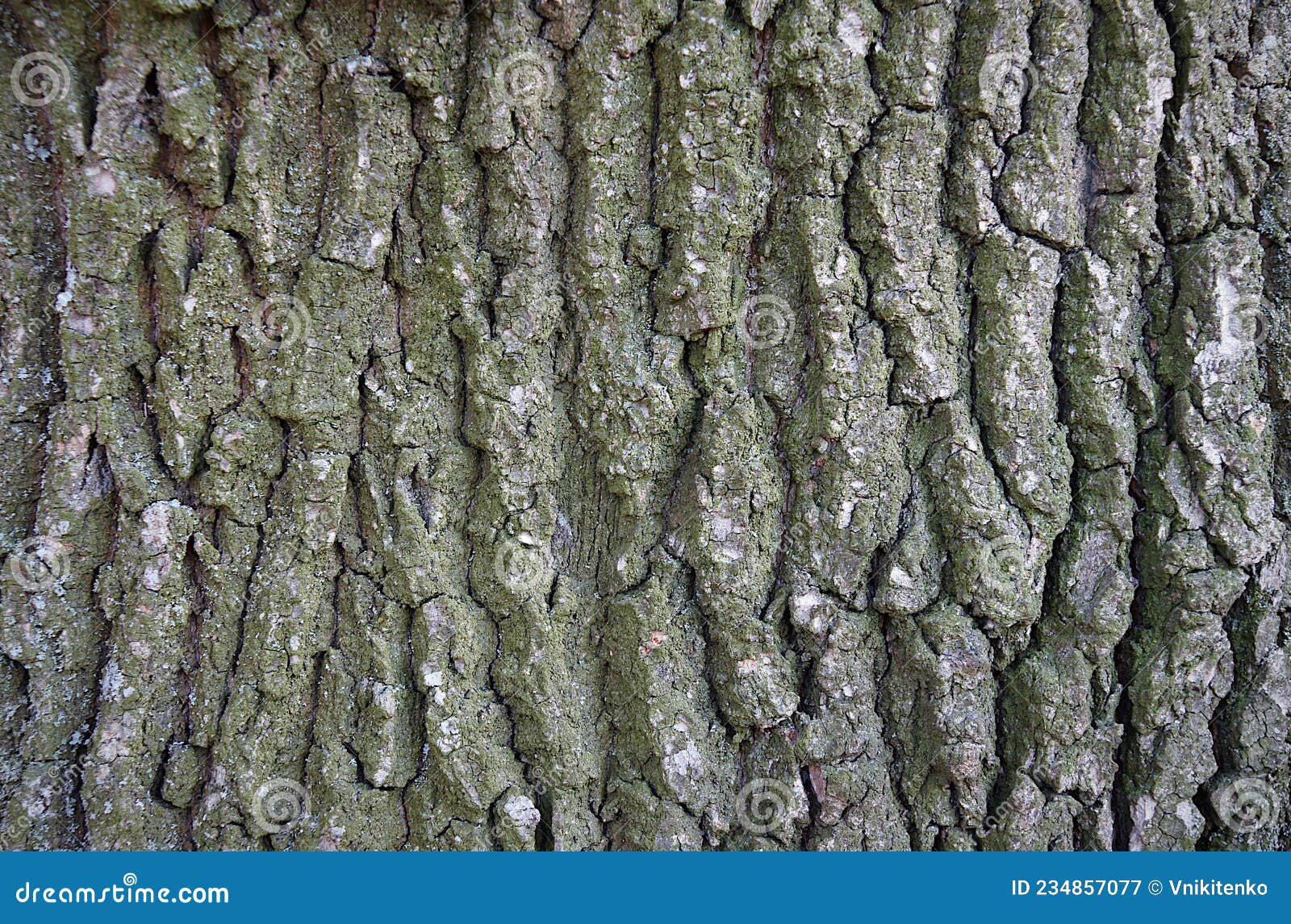 Oak bark texture stock image. Image of rough, grey, forest - 234857077