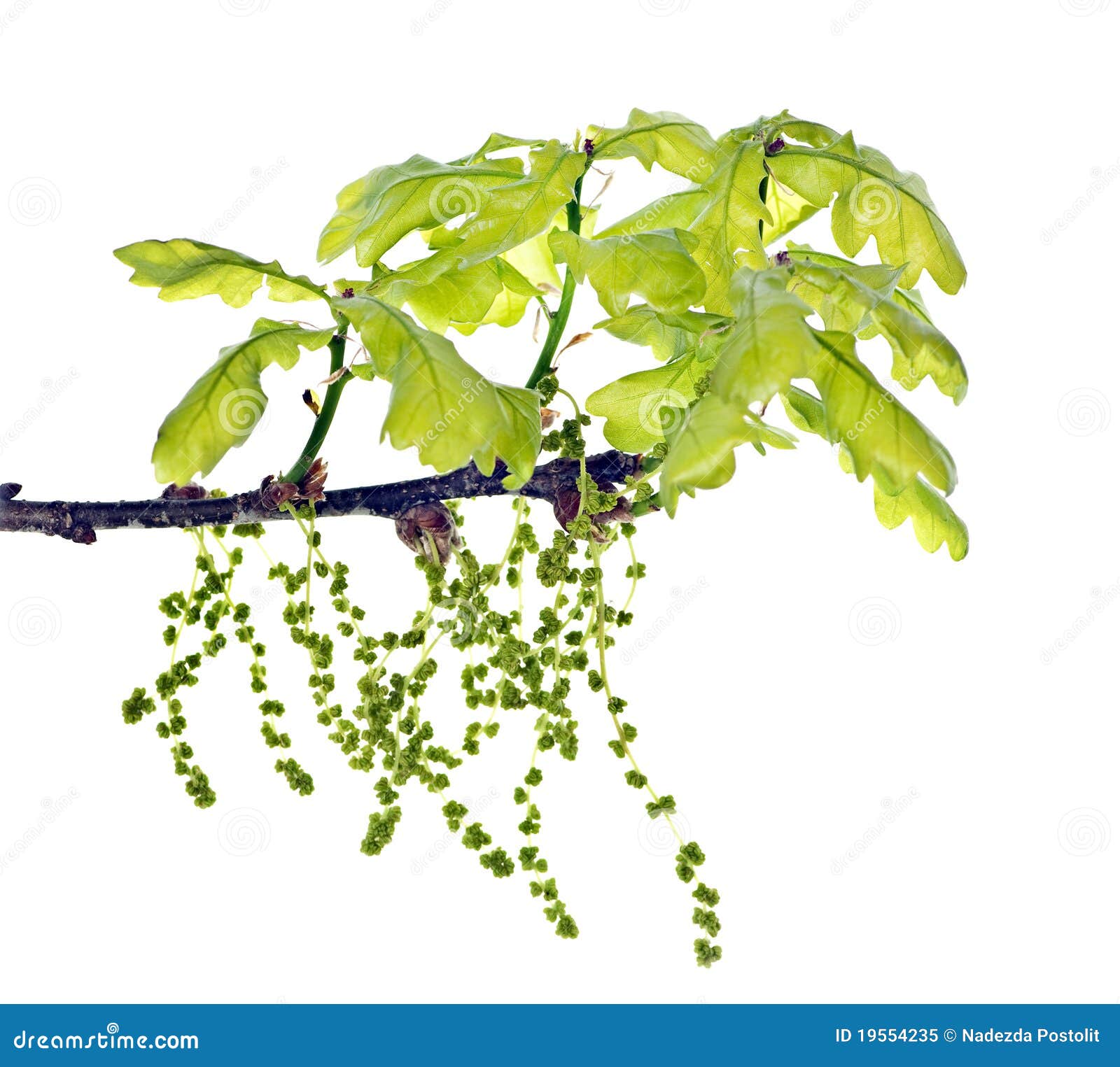 Oak, Quercus robur L. stock image. Image of quercus, isolated - 19554235
