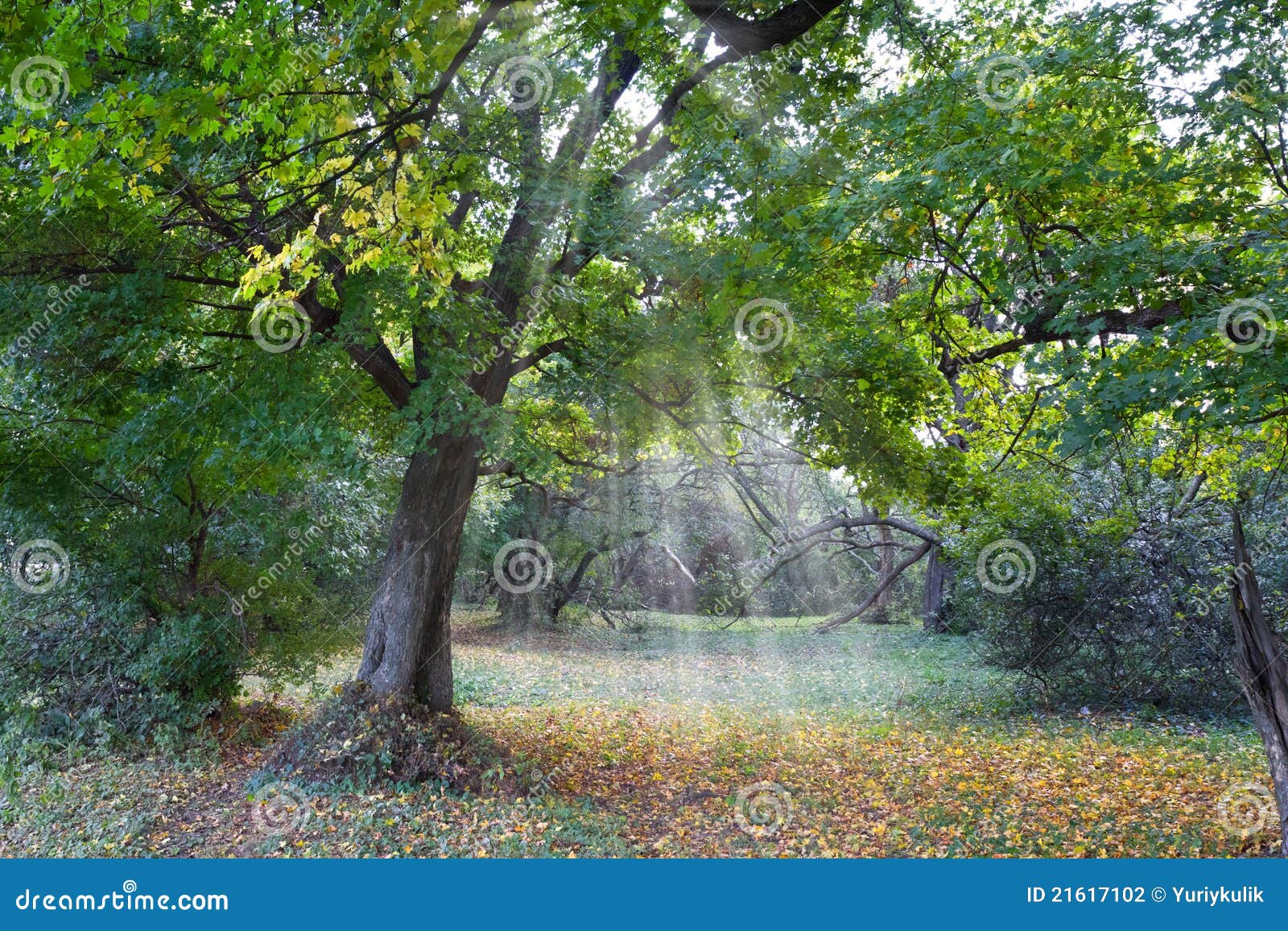Oak in a rays of sun stock photo. Image of yellow, glow - 21617102