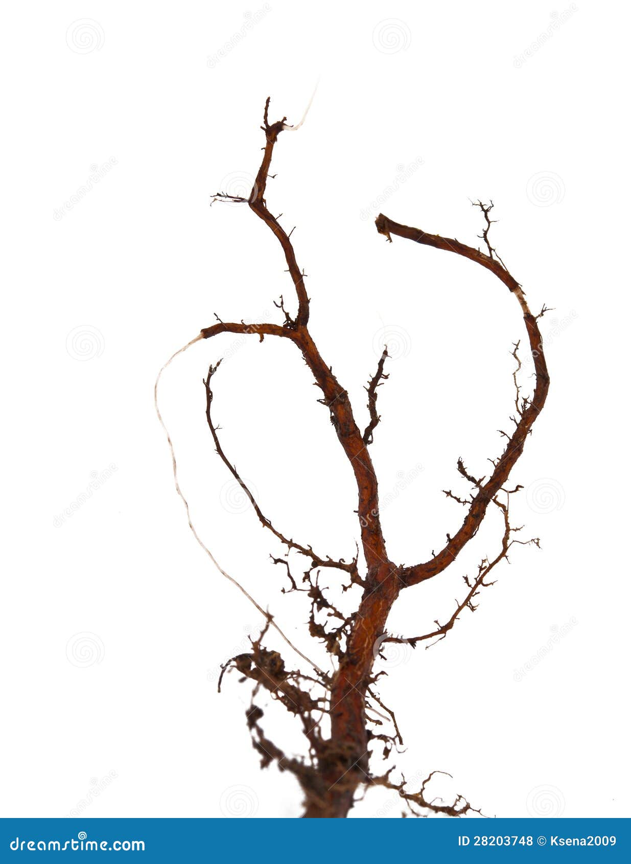 Oak root isolated stock photo. Image of forest, black - 28203748