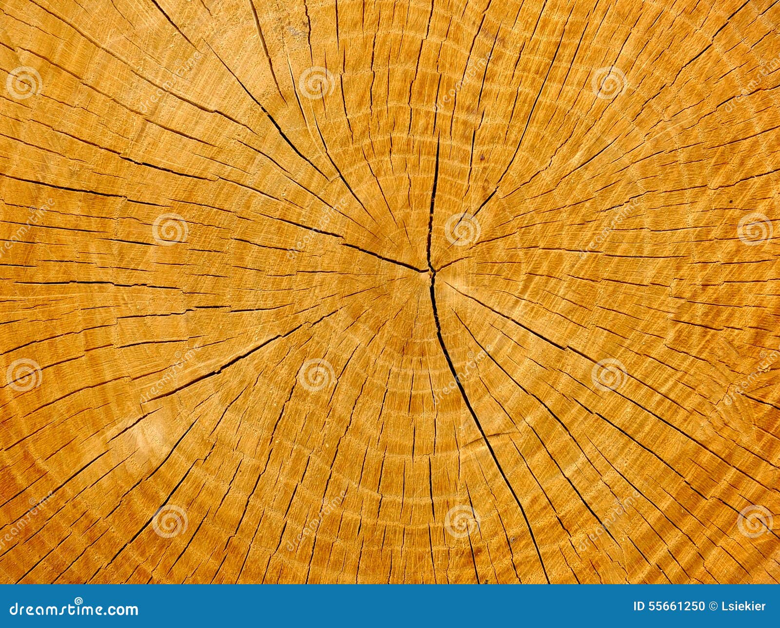 An oak s cross-section stock photo. Image of core, assortment - 55661250