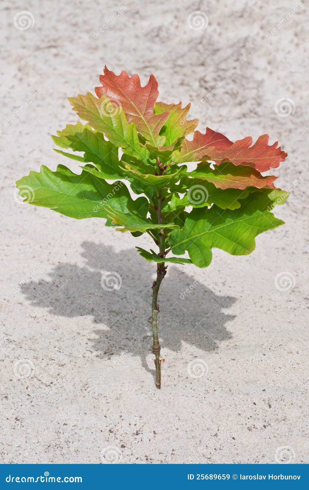 Oak sapling stock image. Image of hope, fertility, burgeon - 25689659