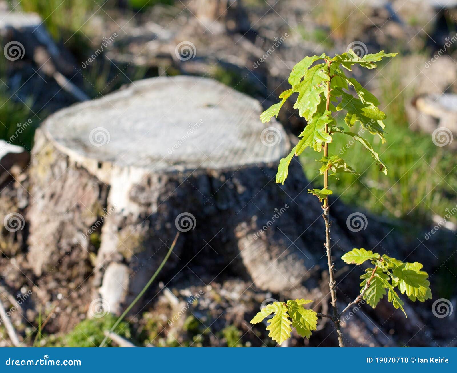 Oak Sapling Against a Cut Stump Stock Photo - Image of fell, stump ...