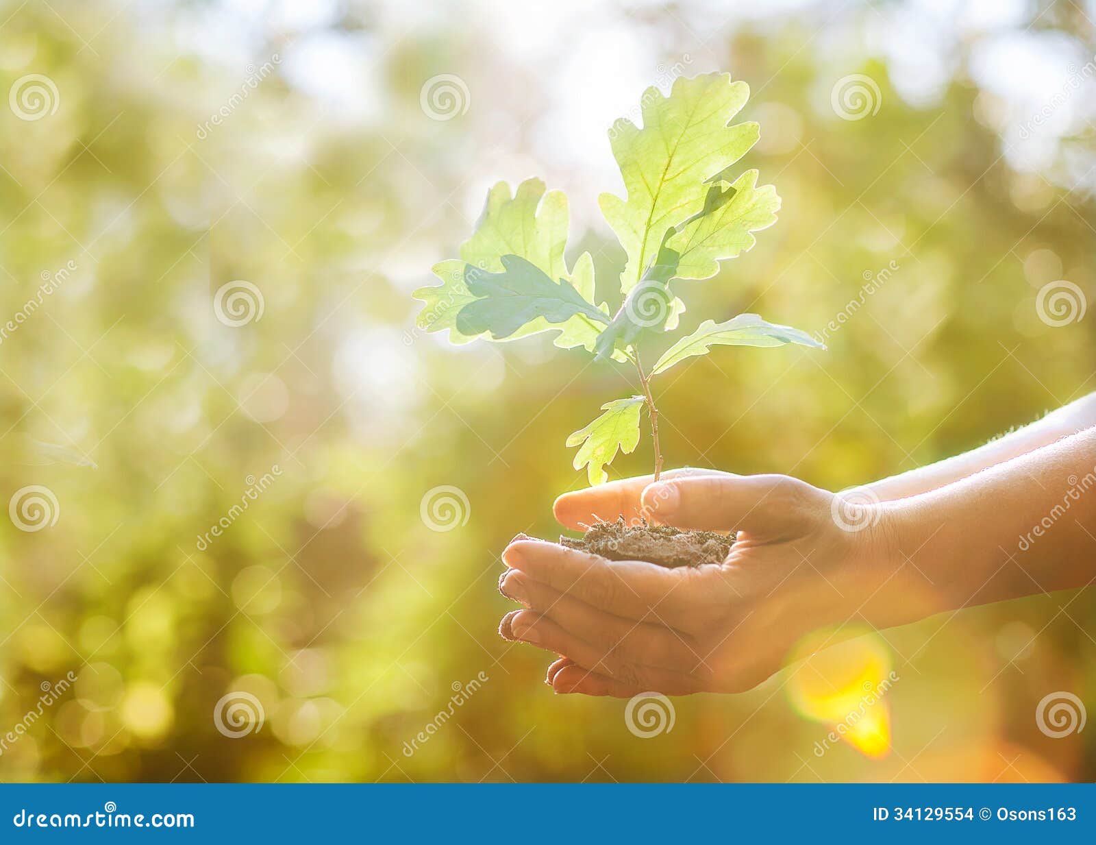 Oak sapling in hands stock photo. Image of outside, plant - 34129554