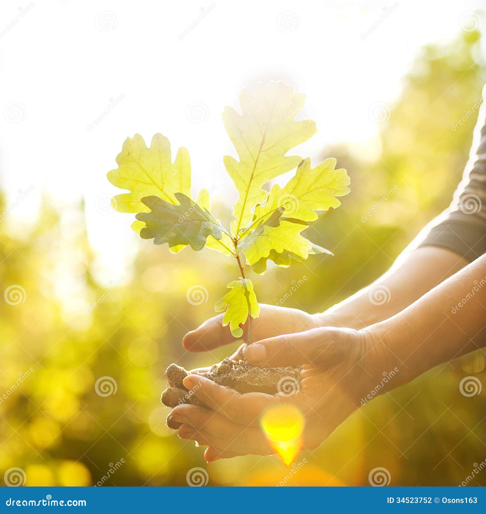 Oak sapling in hands. stock photo. Image of blur, ecology - 34523752