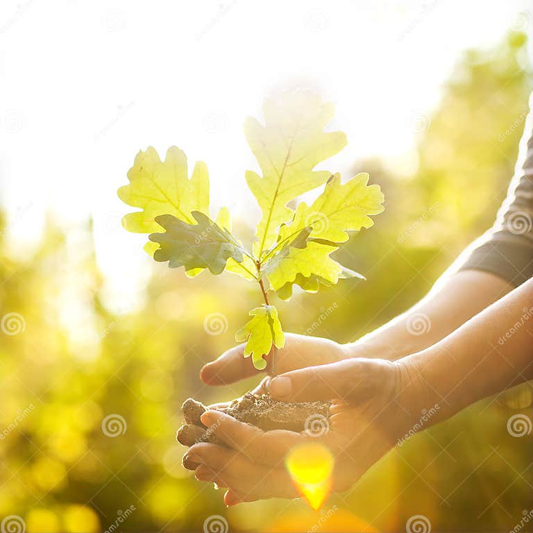 Oak sapling in hands. stock photo. Image of blur, ecology - 34523752