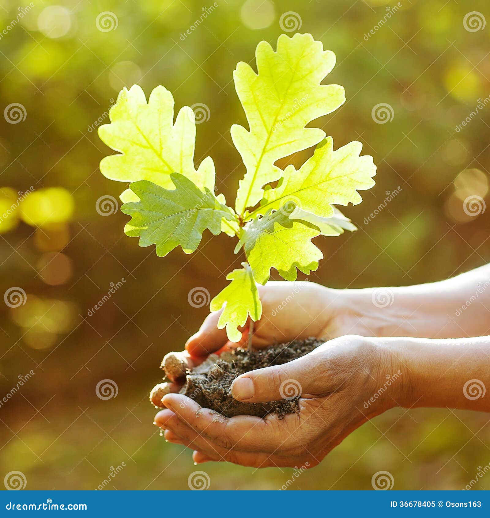 Oak sapling in hands. stock image. Image of beautiful - 36678405