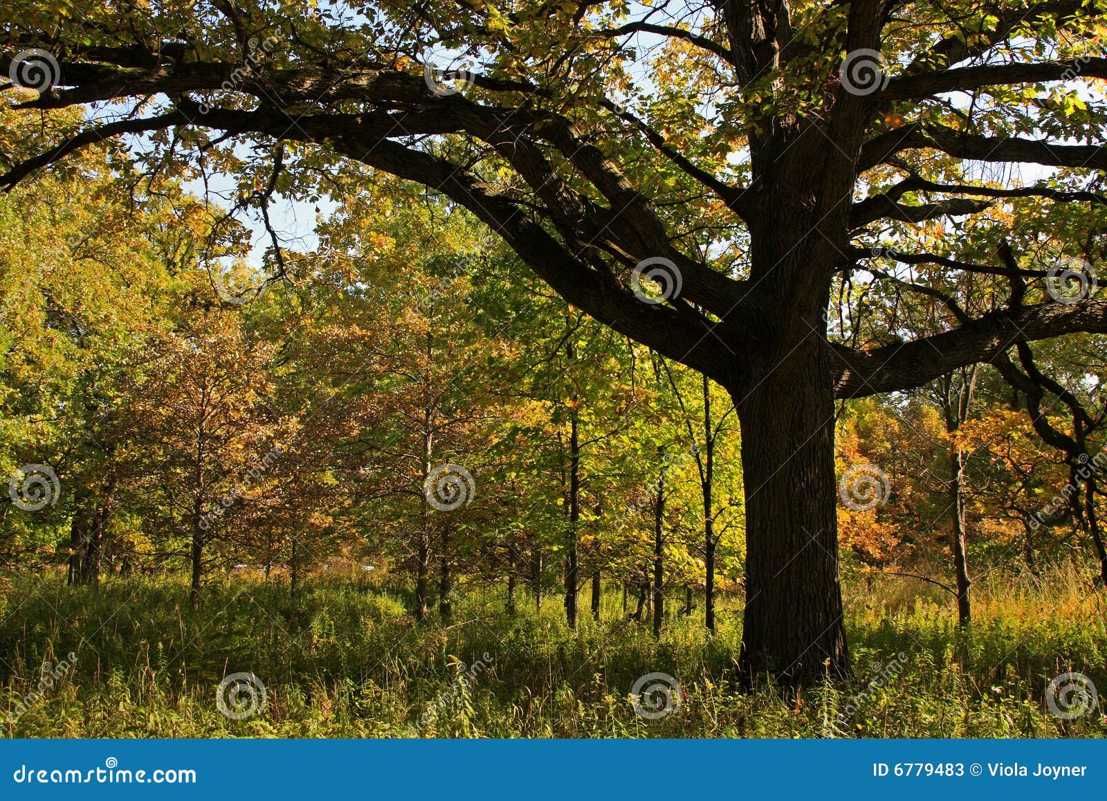 Oak Savannah Tree stock image. Image of preserve, tree - 6779483