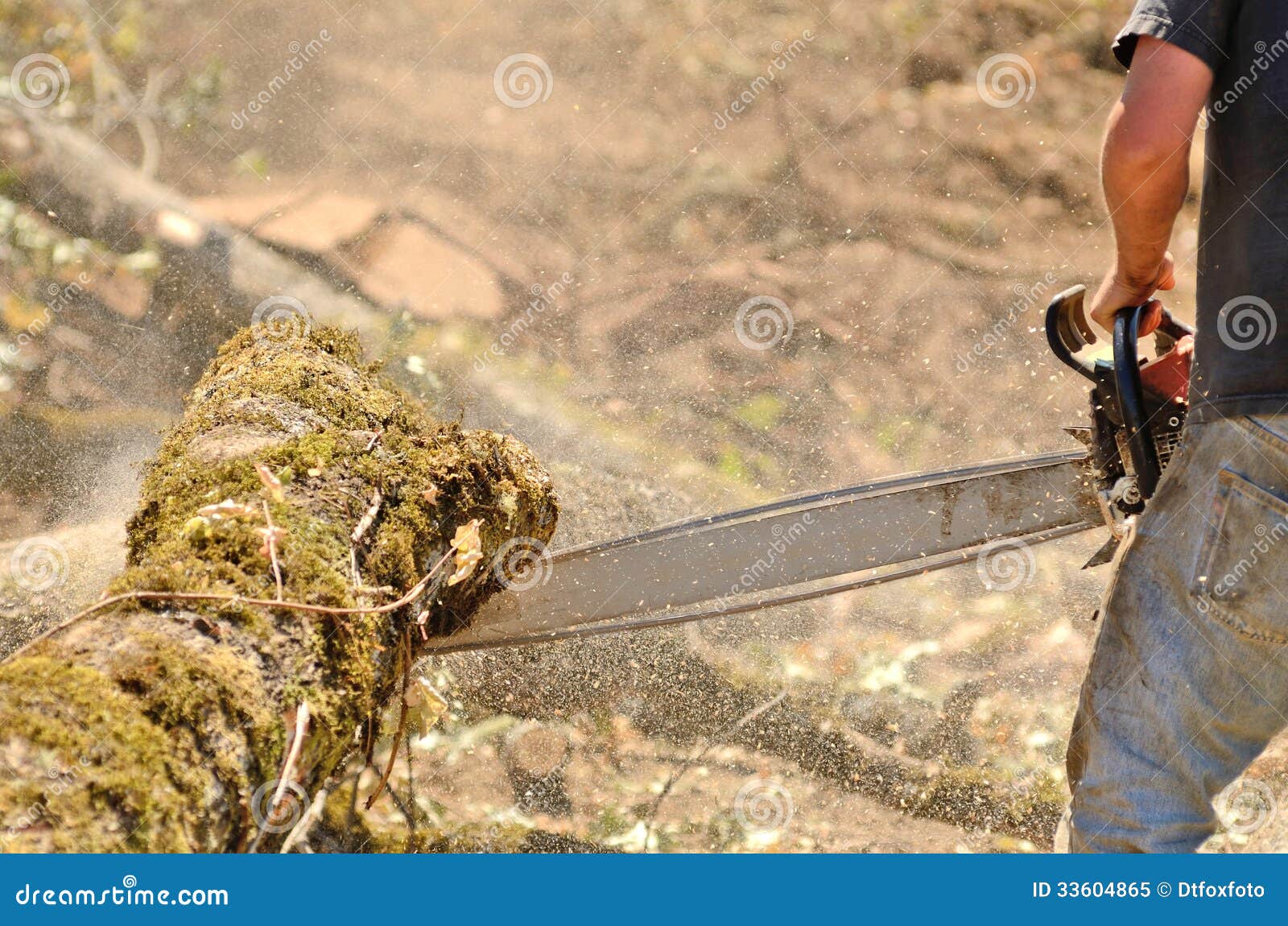 Oak Saw stock image. Image of blade, brush, trim, tree - 33604865