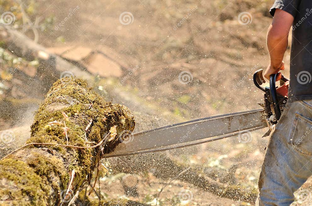 Oak Saw stock image. Image of blade, brush, trim, tree - 33604865