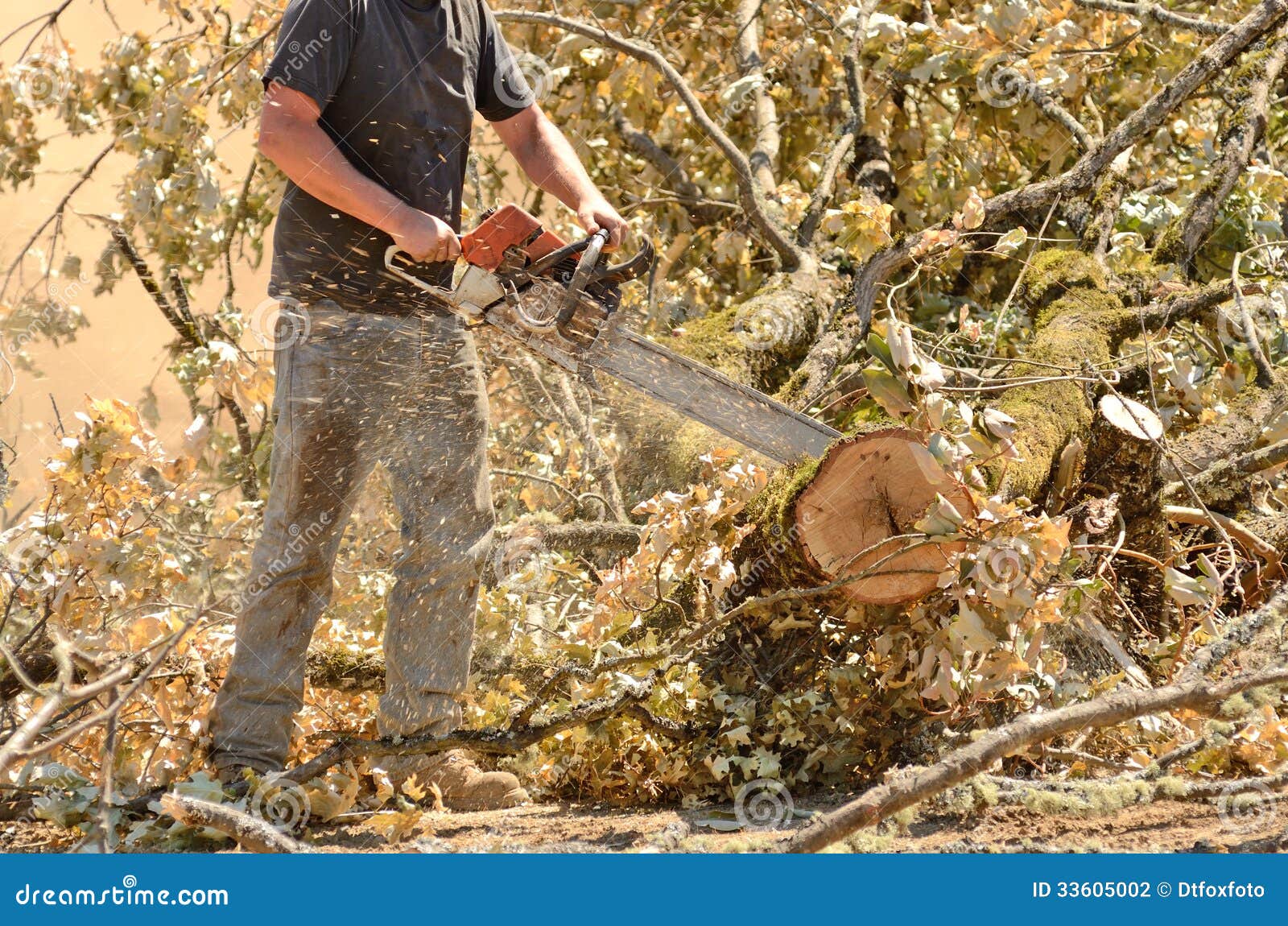 Oak Saw stock photo. Image of trunk, chainsaw, lumberjack - 33605002