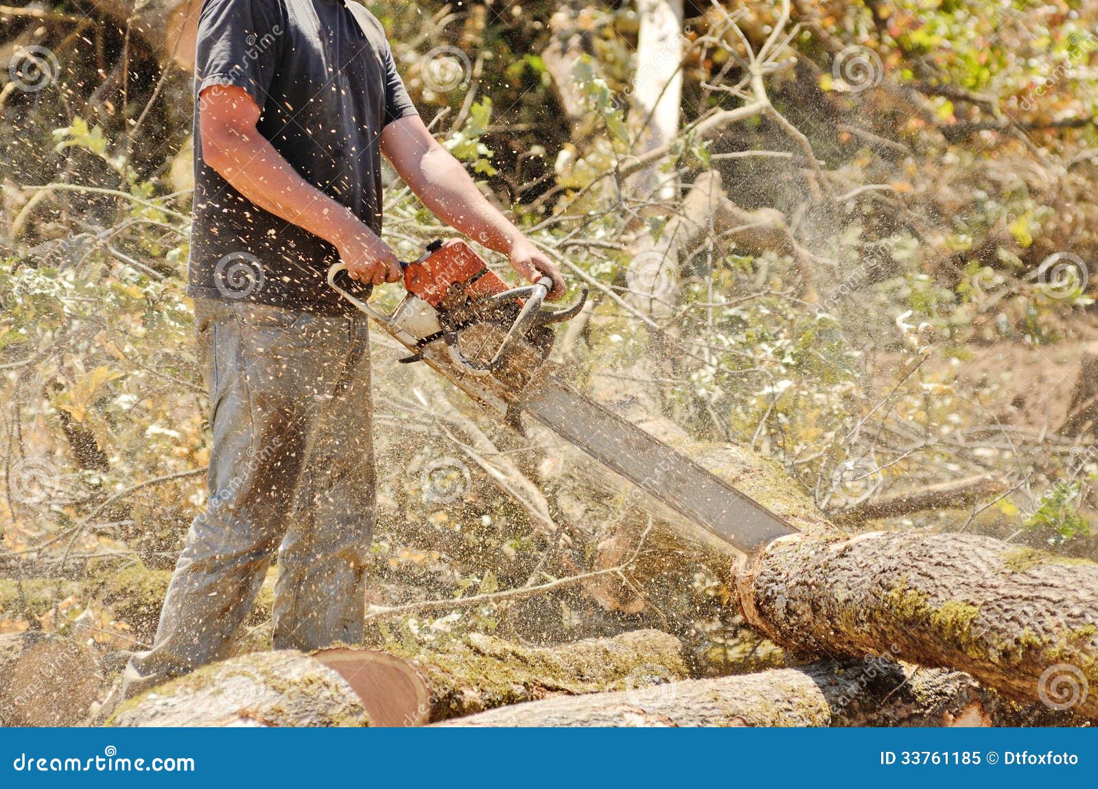 Oak Saw stock image. Image of chainsaw, forest, work - 33761185
