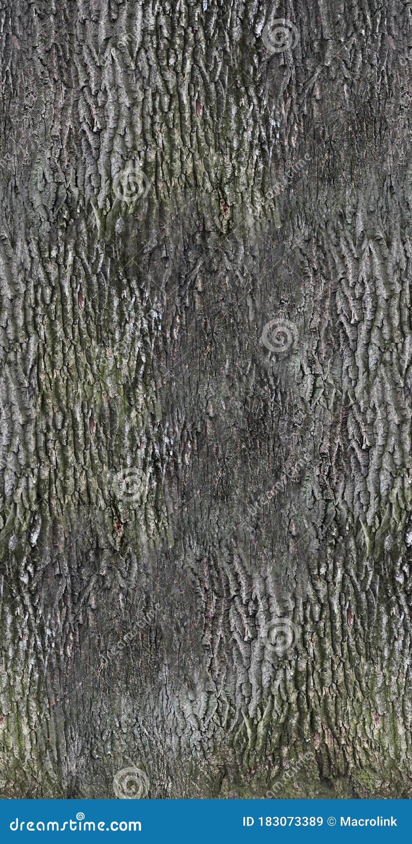 Oak Tree Seamless Diffuse Texture Map for 3d Model Stock Image - Image ... Oak Tree Seamless Diffuse Texture Map for 3d Model Stock Image - Image ...
