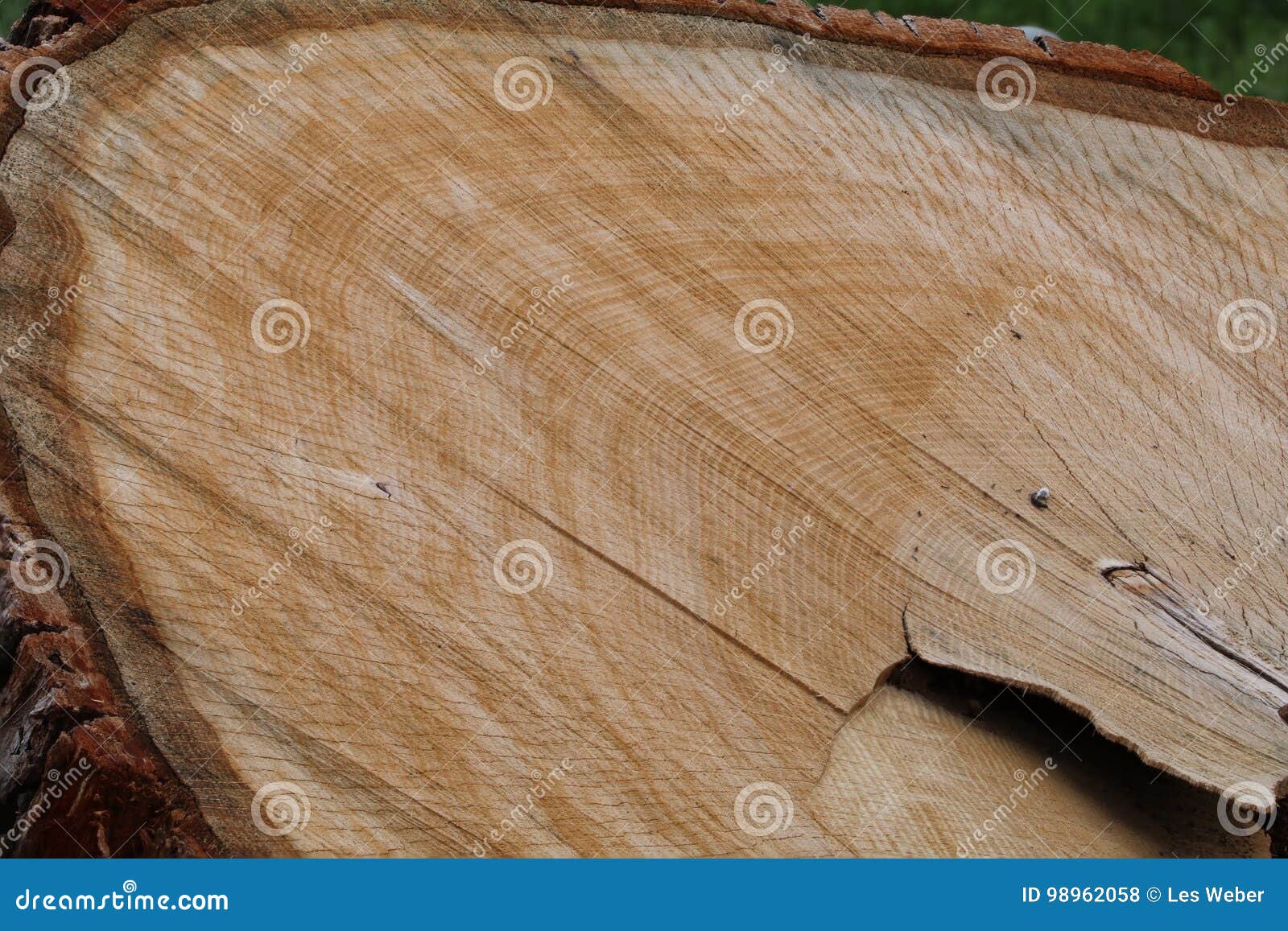 Oak section stock photo. Image of abstract, brown, pattern - 98962058