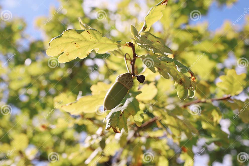 Oak seed stock photo. Image of fruit, produce, plant - 206486772