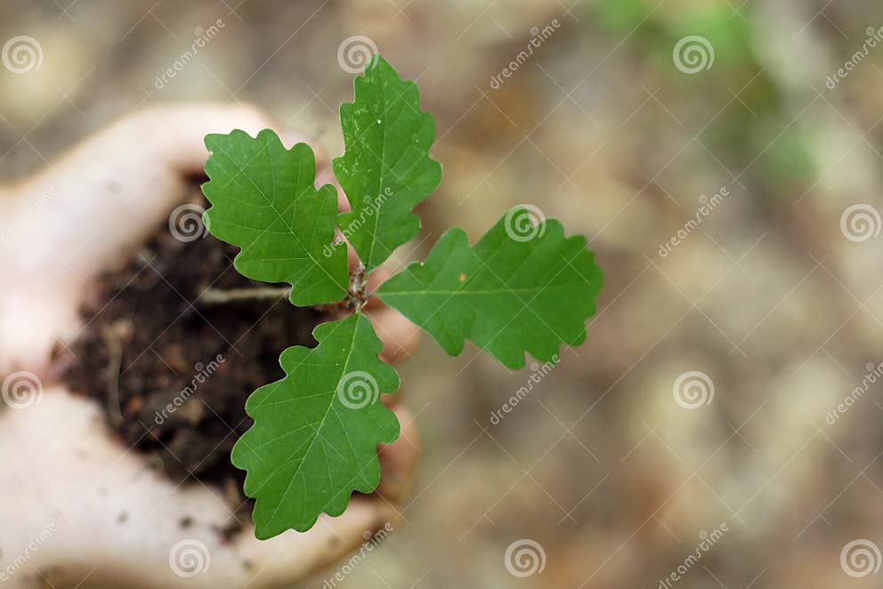 Oak seedling stock image. Image of organic, agriculture - 2614291