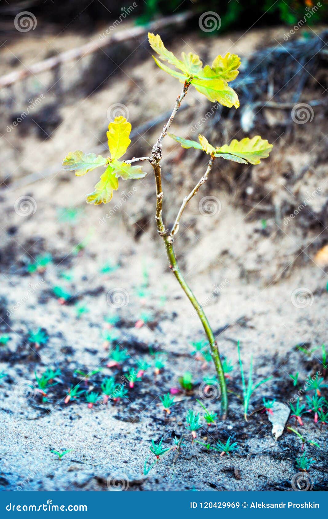 Oak Seedling Grown in the Forest Stock Image - Image of grow ...