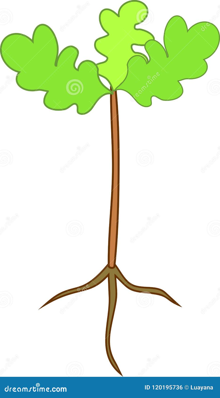 Seedling Of Pea With Root System And Green Leaves Isolated On White ...