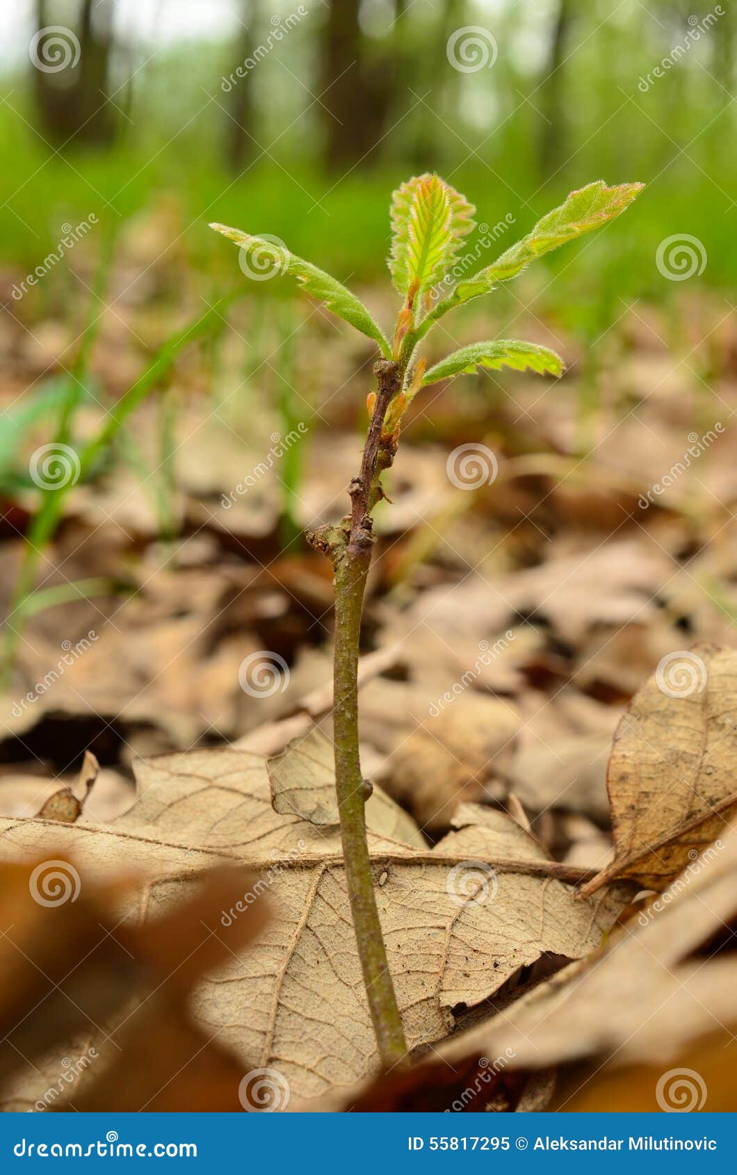 Oak seedlings stock image. Image of nature, isolated - 55817295