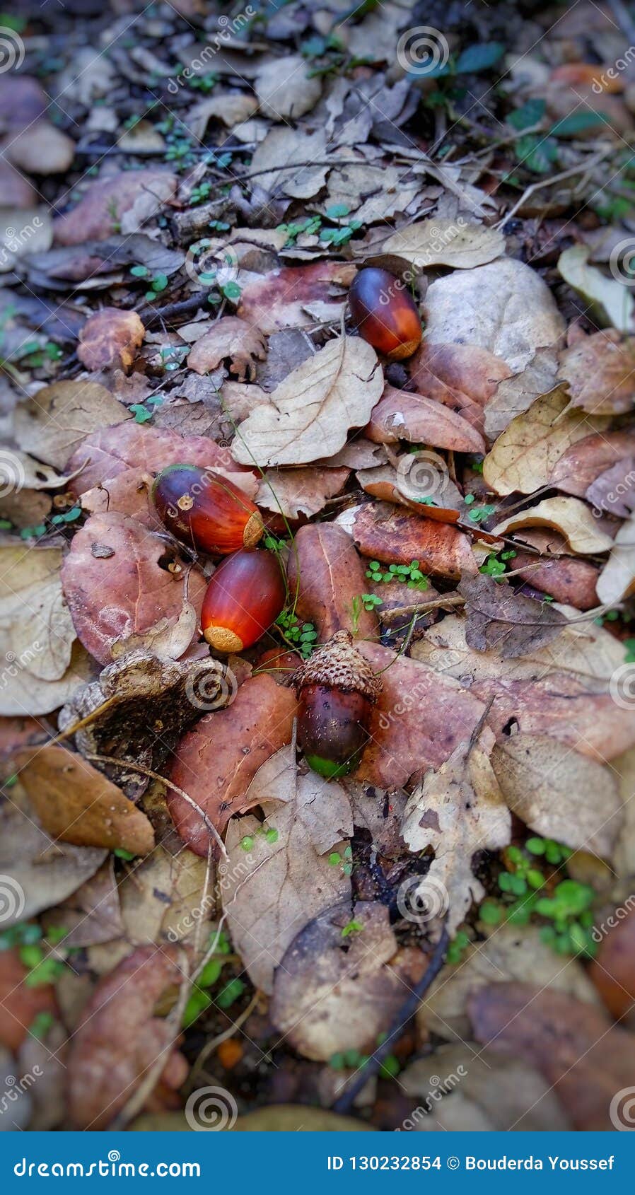 Oak seeds stock photo. Image of nature, algeria, view - 130232854