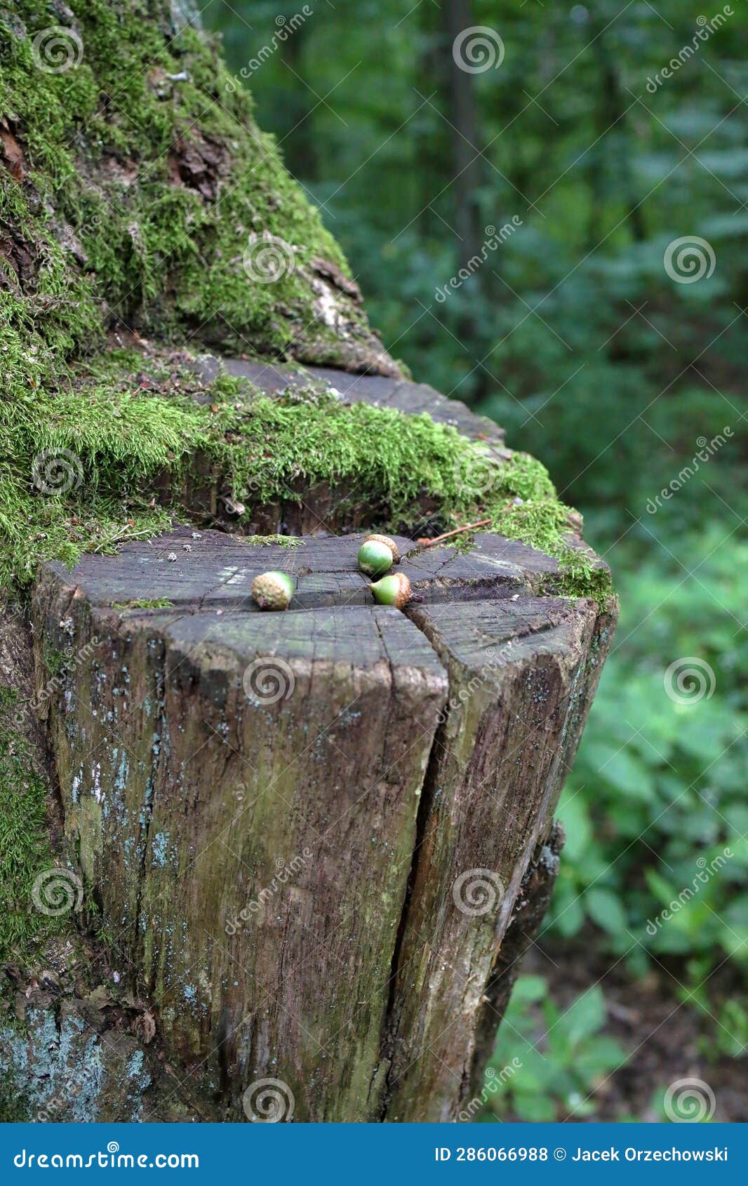 Oak seeds on a tree trunk stock photo. Image of walk - 286066988