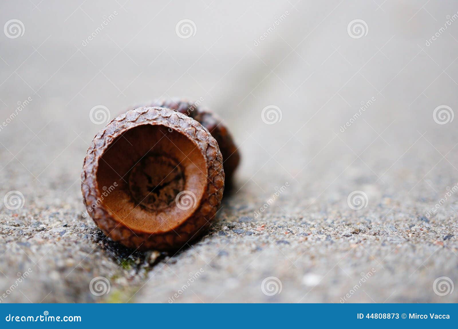 Oak shell stock image. Image of acorn, natural, shell - 44808873