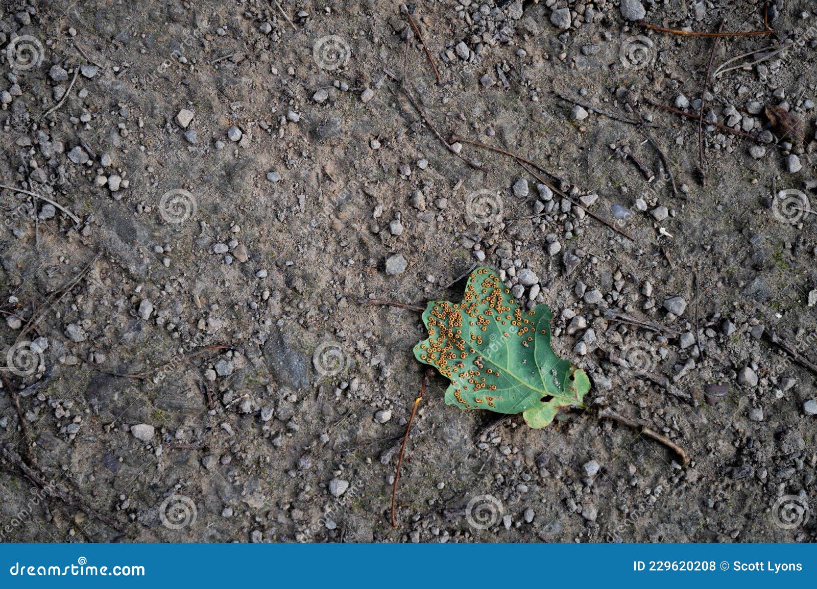 Oak Silk-button Spangle Gall Wasp on the Floor Stock Photo - Image of ...
