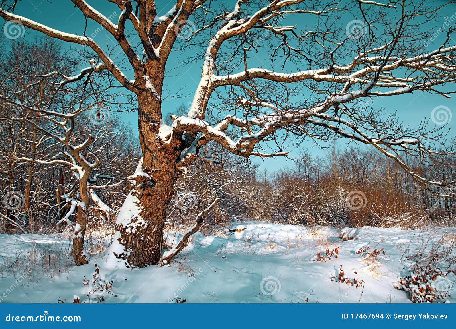 Oak in snow stock photo. Image of branches, freezing - 17467694