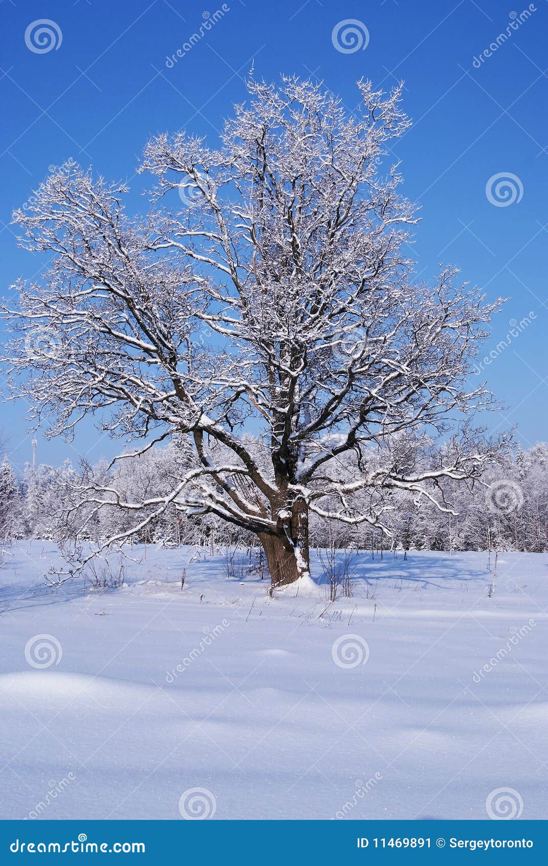 Oak in snow winter stock image. Image of beauty, park - 11469891