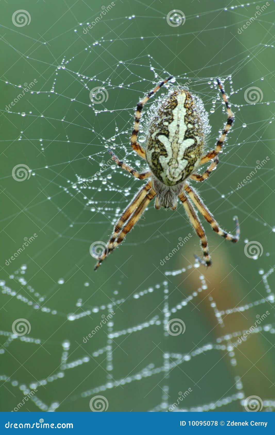 Oak Spider (Aculepeira Ceropegia) Stock Photo - Image of ceropegia ...