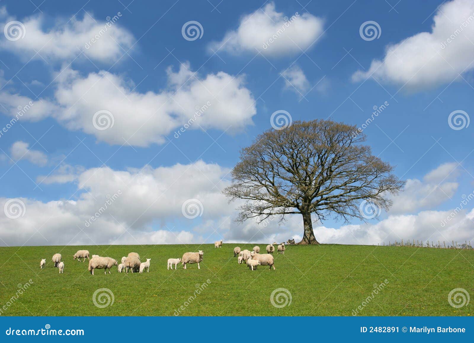The Oak in Spring stock image. Image of earth, four, climate - 2482891