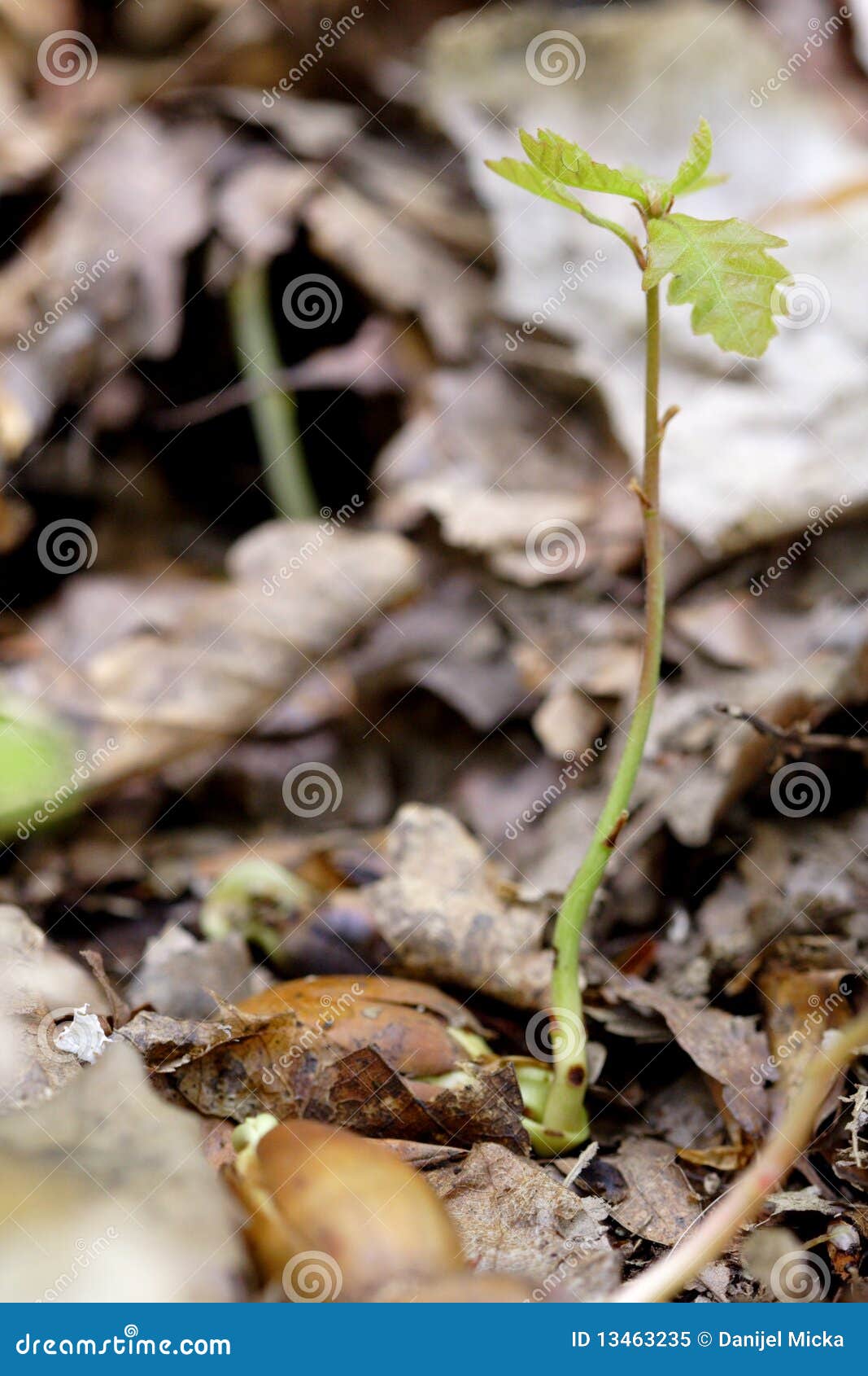 Oak sprout stock image. Image of germination, wood, grow - 13463235