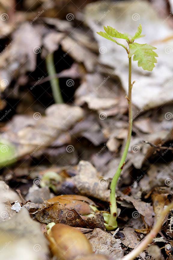 Oak sprout stock image. Image of germination, wood, grow - 13463235
