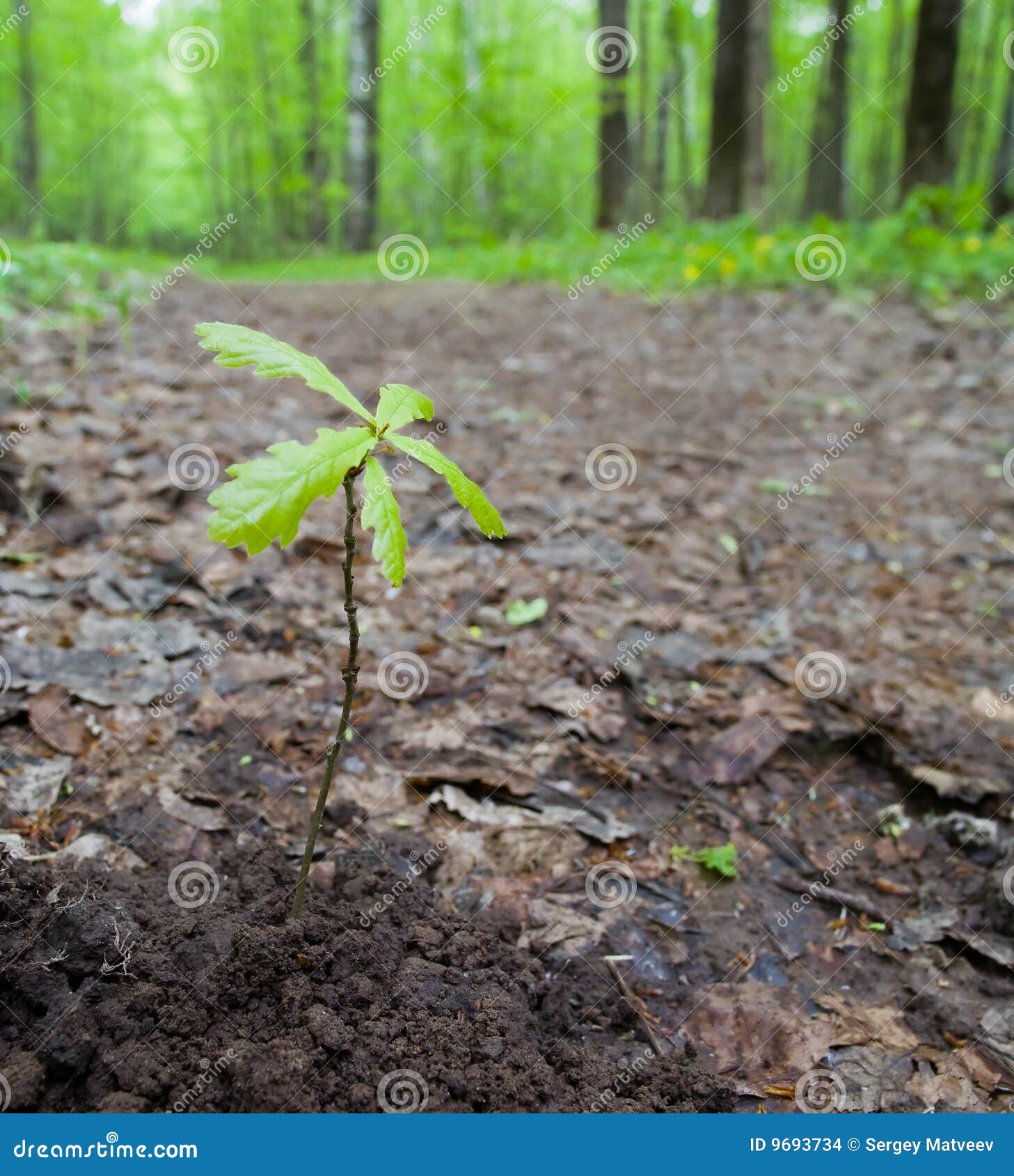 Oak sprout in the forest stock photo. Image of wood, road - 9693734