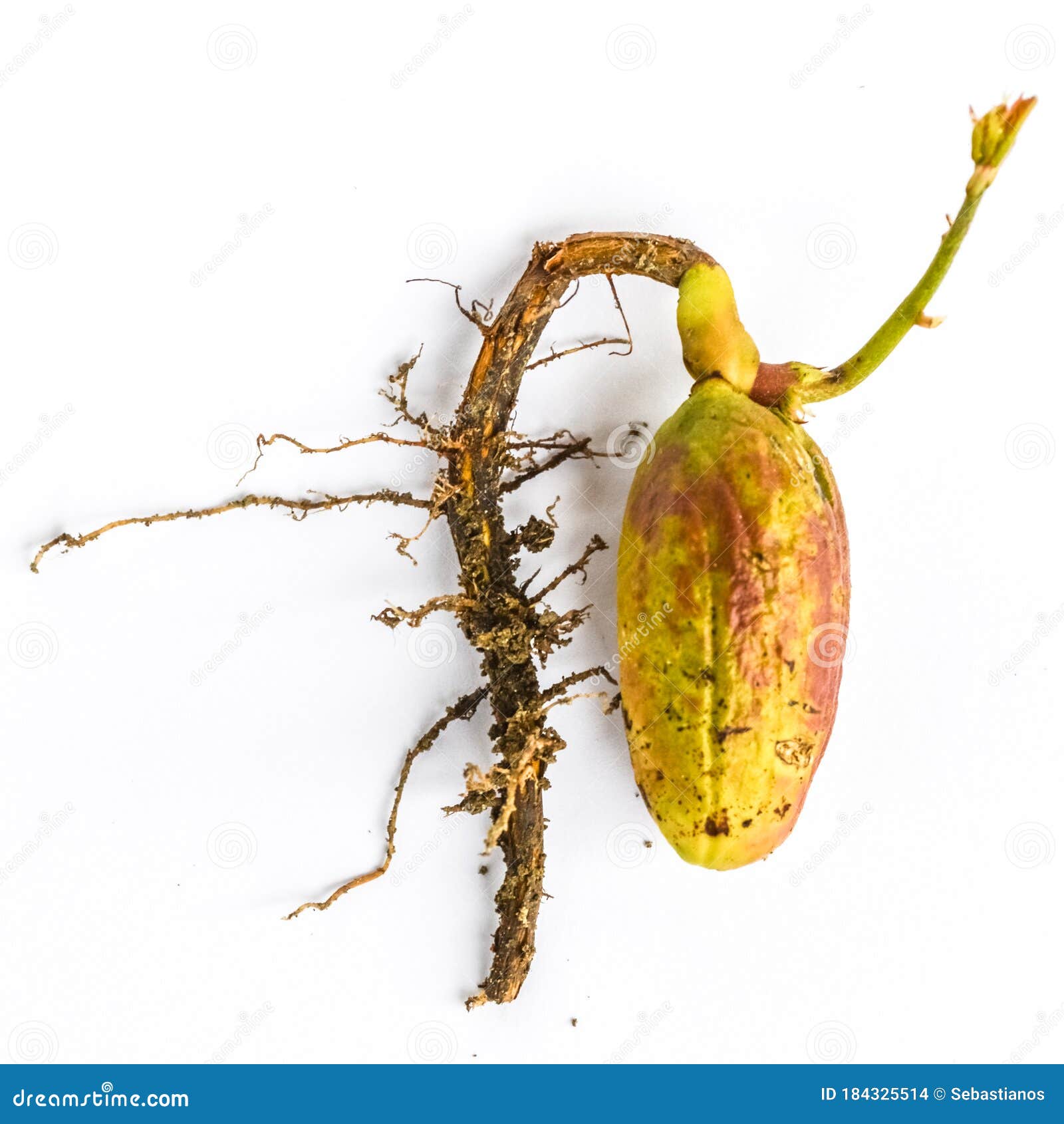 Oak Sprout Growing from the Acorn with Roots Stock Photo - Image of ...