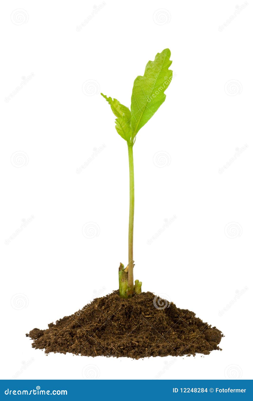 Oak Sprout Isolated on White Stock Photo - Image of fertility, growth ...
