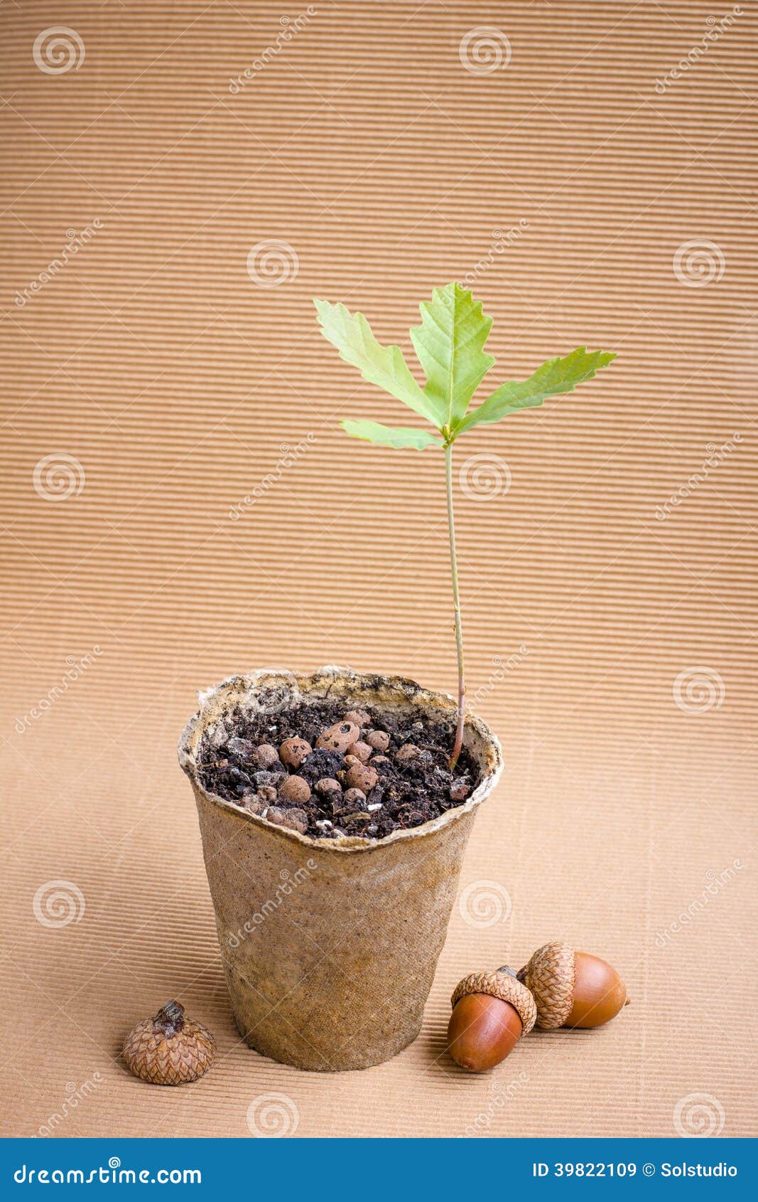 Oak sprout stock image. Image of foliage, organic, tree - 39822109