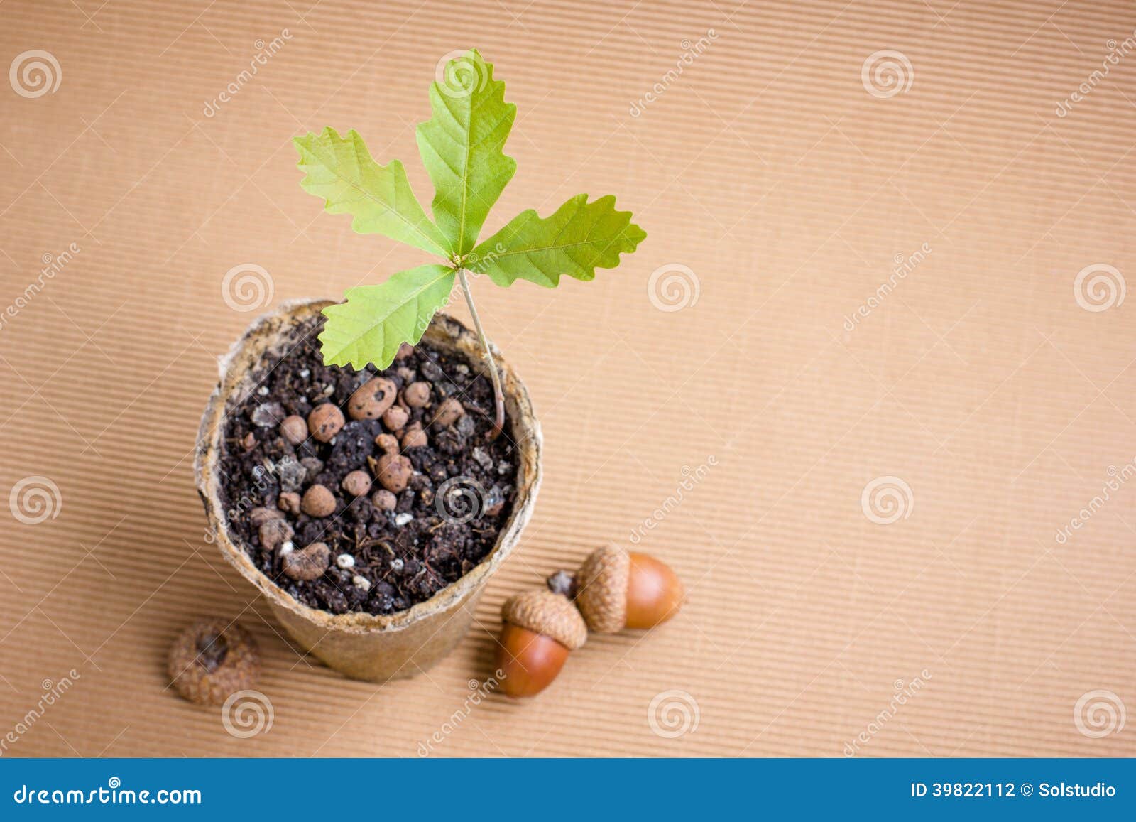 Oak sprout stock photo. Image of dirty, stem, growth - 39822112