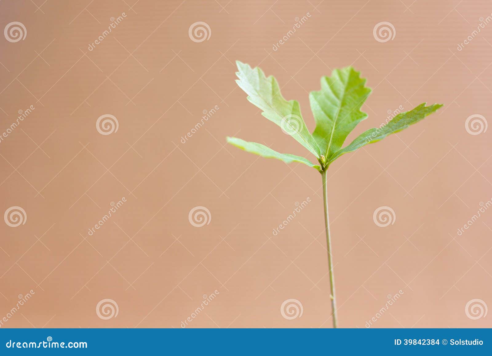 Oak sprout stock photo. Image of organic, vegetative - 39842384