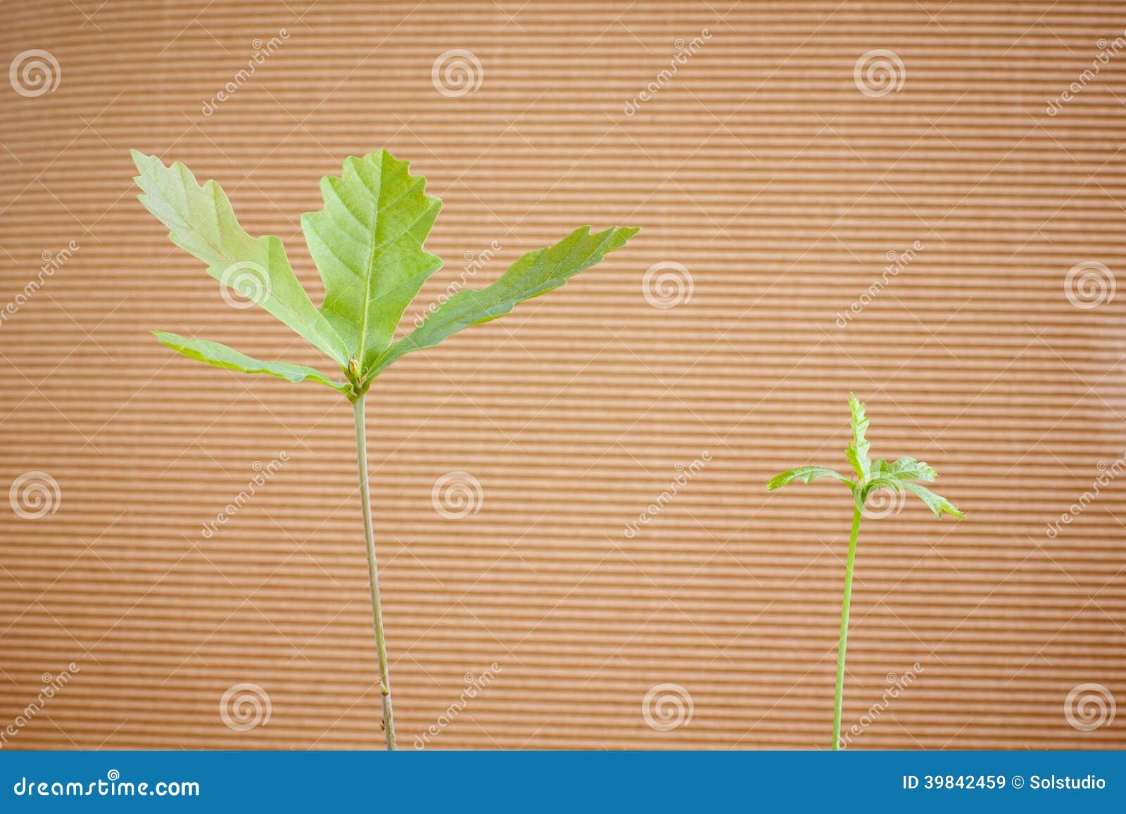 Oak sprout stock image. Image of nature, seedling, foliage - 39842459