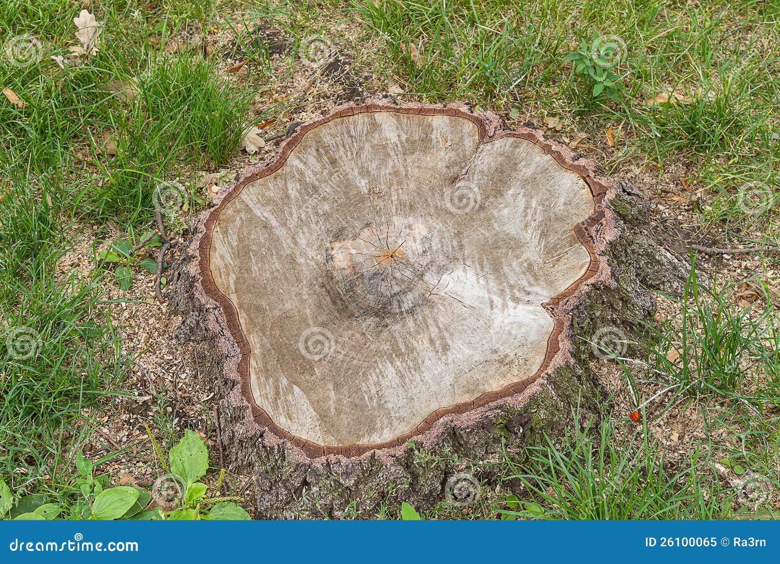 Oak stump stock image. Image of tree, brown, outdoors - 26100065