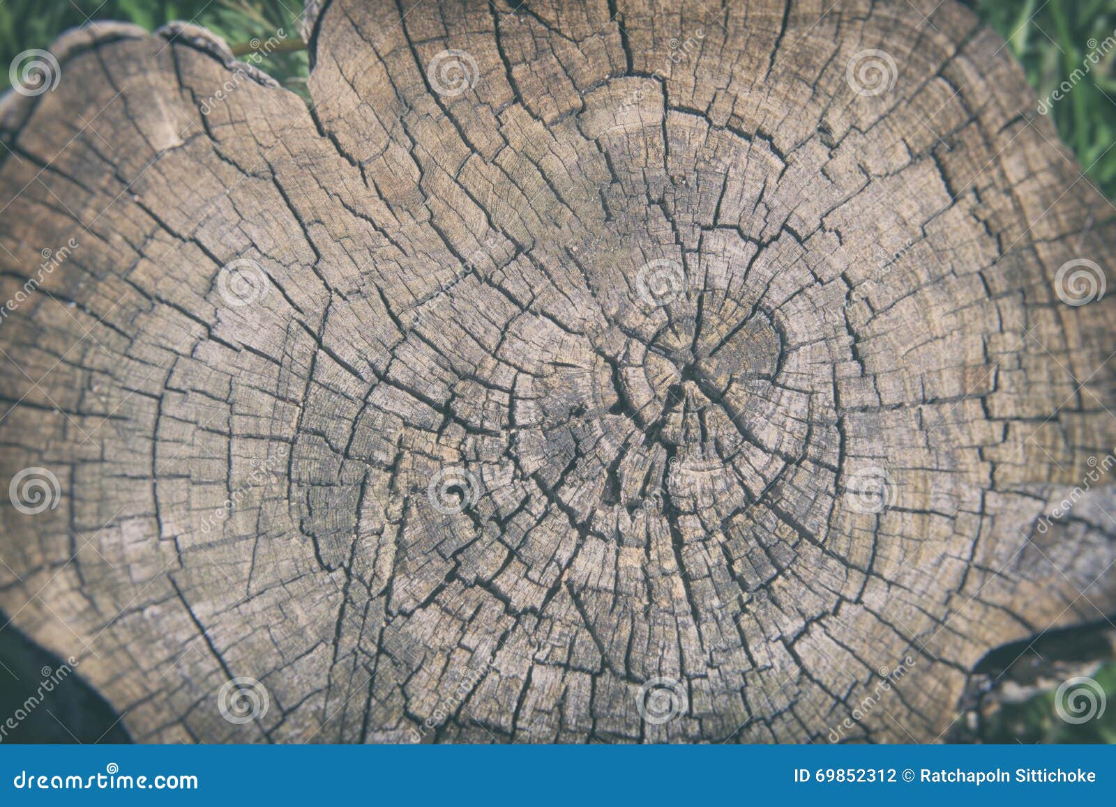 The Oak Stump, Background Top View Stock Photo - Image of timber ...