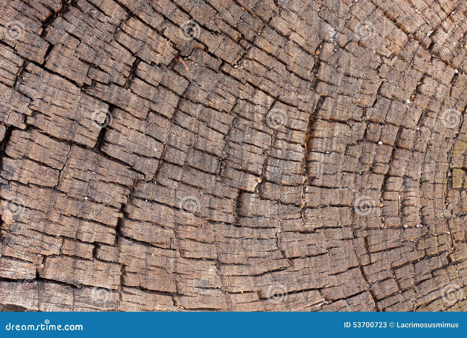 Oak stump stock image. Image of plant, brown, circle - 53700723