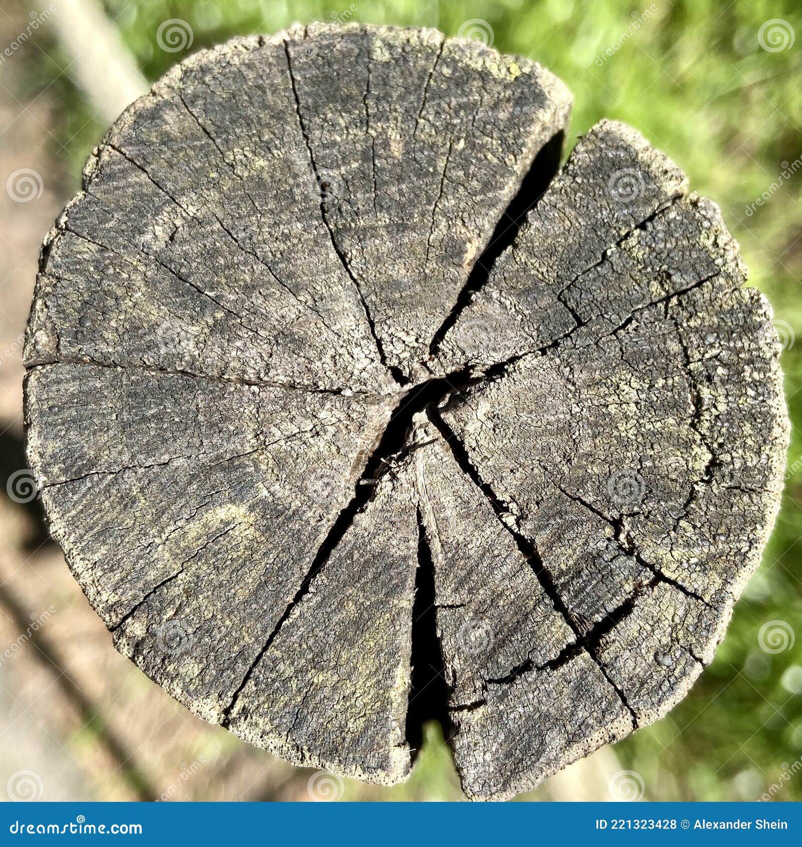 Oak stump stock photo. Image of texture, view, stump - 221323428