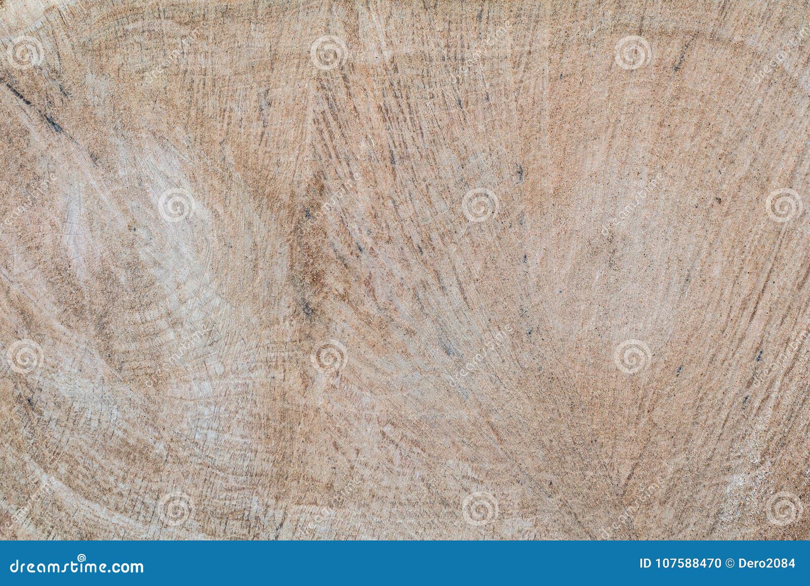 Oak Texture Sample, Inside View in the Cut, Across View, Oak Structure ...