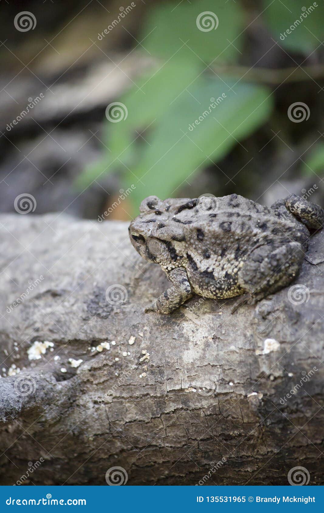 Oak Toad on a Log stock image. Image of outside, outdoors - 135531965