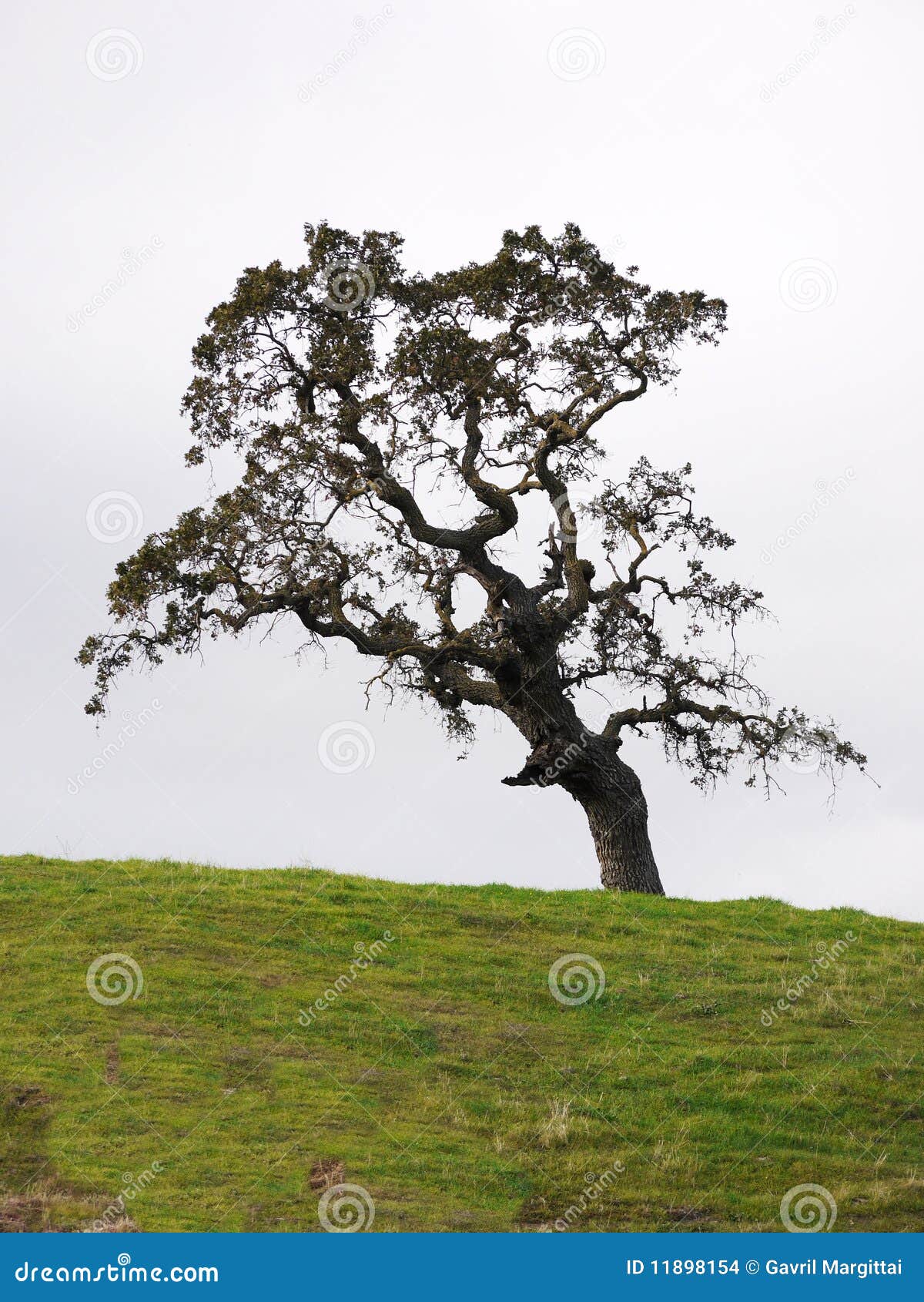 Oak tree stock photo. Image of crown, green, grass, nature - 11898154