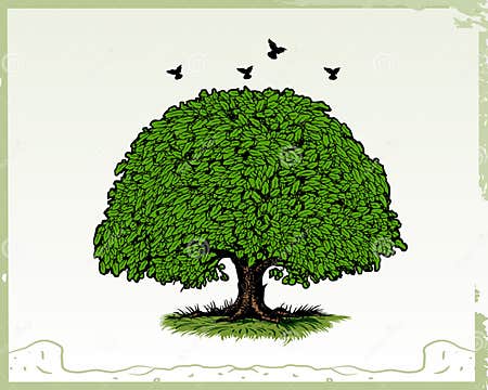 Oak Tree stock vector. Illustration of comic, drawing - 12720508